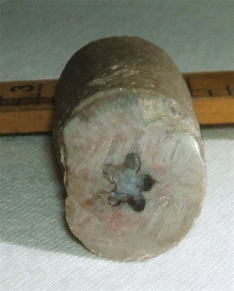 Very Tiny Crinoid Stem Segment Fossil Id The Fossil Forum