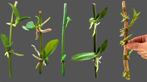 Propagating Orchids At Home Has Never Been Easier Youtube