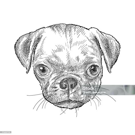 하얀 배경에 고립된 검은색의 귀여운 강아지 퍼그 머리의 손으로 그린 스케치 가축에 대한 스톡 벡터 아트 및 기타 이미지 가축