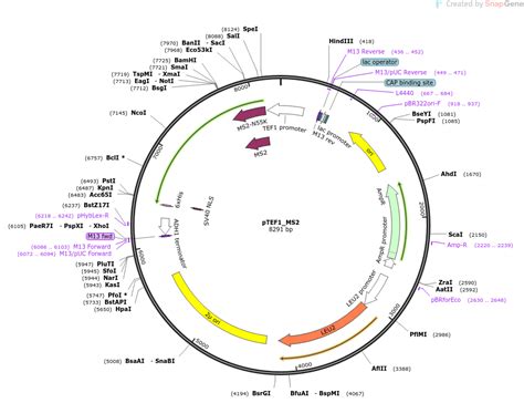 Addgene Ptef1ms2