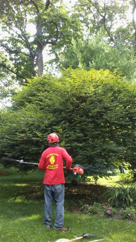 Tree Trimming Company Near Me Tree Service Tree Pruning Best Cutting