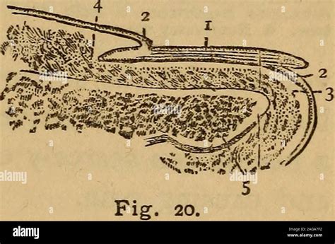 Root Hair Cells Hi Res Stock Photography And Images Alamy