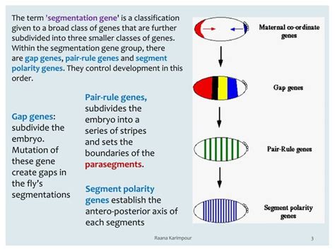 Segmentation Gene PPTX