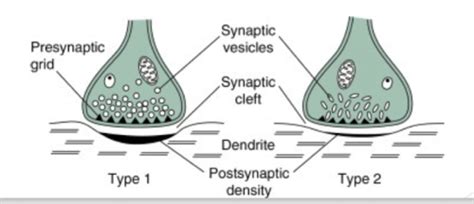 Synaptic Plasticity Week 7 Flashcards Quizlet