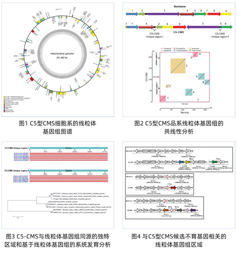 一文看够，植物线粒体基因组分析套路