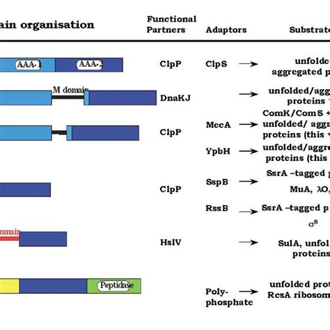 Structural Features Of Prokaryotic Aaa Proteins The Aaa Domains