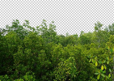 Premium PSD Tree Isolated Transparency Background