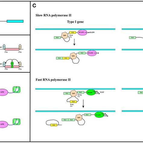A Splicing Regulatory Elements Enhancers E Green Boxes And