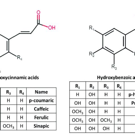 The Major Hydroxycinnamic And Hydroxybenzoic Acids Download