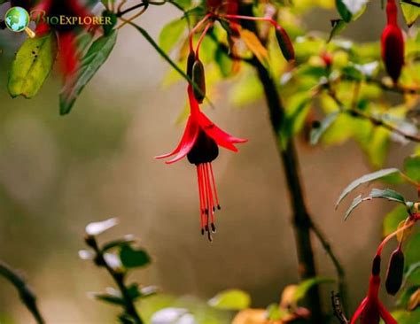 Qantuta Flower Cantua Buxifolia Wildflower Bioexplorer