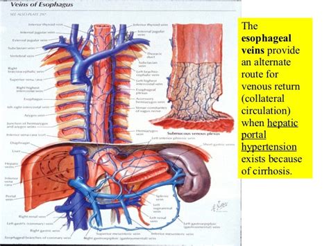 Digestive Part 2