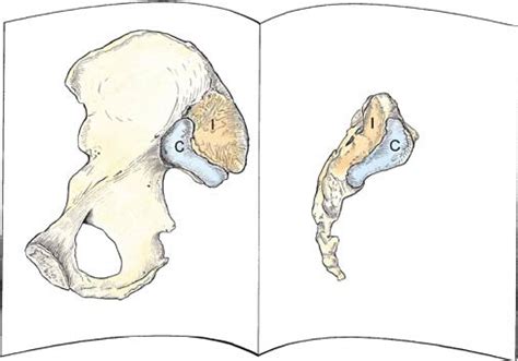 Schematic Illustration Of Cross Section Through The Pelvis At The Level Download Scientific