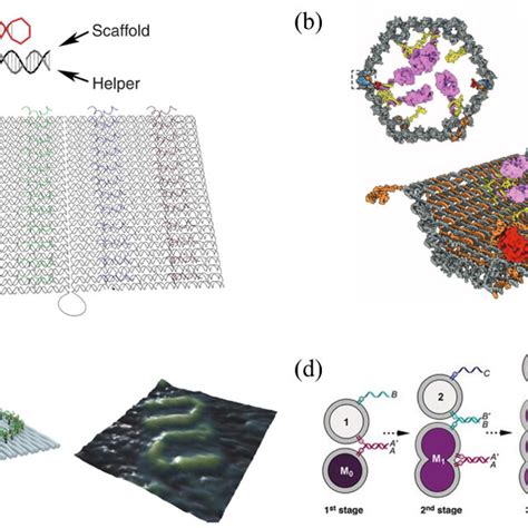 A Schematic Of Target Rna Localization And Detection On Origami From