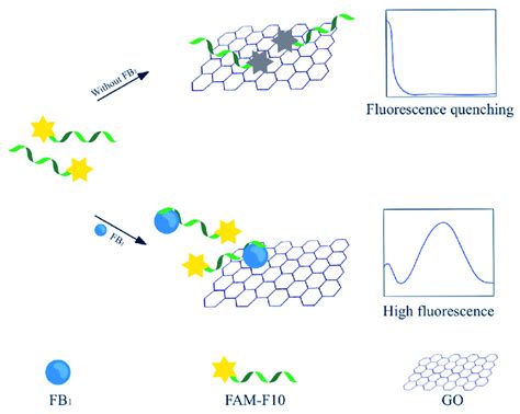 Scheme 1 Schematic Diagram Of The Fret Method For Detecting Fb1 Based Download Scientific