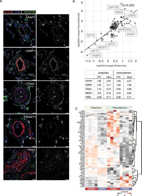 Figures And Data In Adventitial Fibroblasts Direct Smooth Muscle Cell