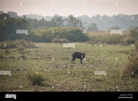 Wild Boar In The Sundarbans National Park Famous For Its Royal Bengal
