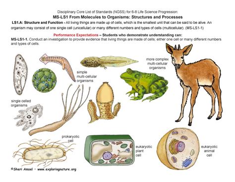 Life Science Examples