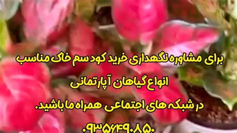 چگونه گل و گیاهان آپارتمانی را قلمه بزنیم تکثیر نگهداری آفت کشی تعویض