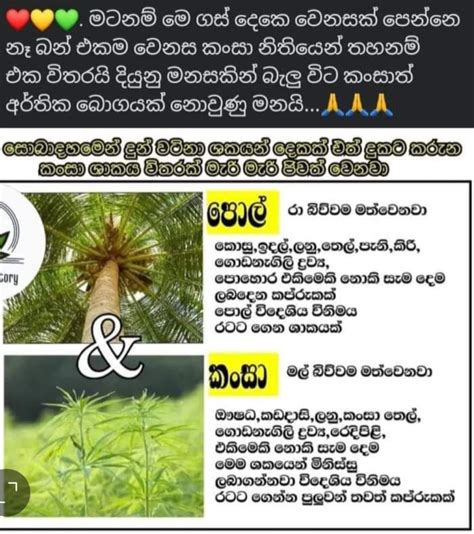 කංසා ශාකය මත්ද්‍රව්‍යක් ලෙස නොව ඖෂධීය වානිජයමය බෝගයක් ලෙස සමාජගත කරමු කප්රුක තියෙන්නෙ දිව්‍යලෝකෙ