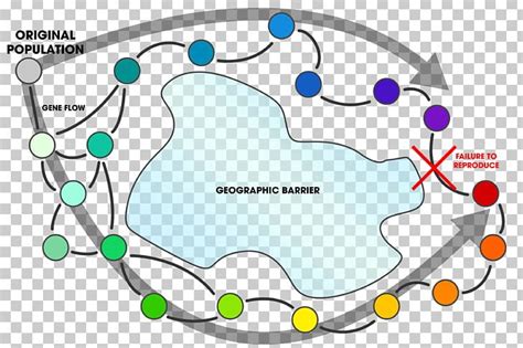 Ring Species Sympatric Speciation Geographical Isolation Evolution Png