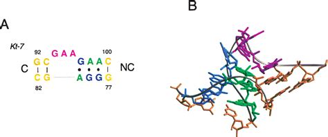 Induced Fit Of Rna On Binding The L7ae Protein To The Kink Turn Motif