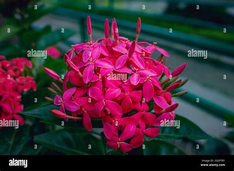 Beautiful Bunch Of Pink Spike Flowers On A Tree Close Up Pink Spike Flower Stock Photo Alamy