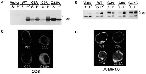 Subcellular Localization Of Lck Mutants Expressed In Cos 18 And