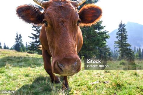 목가적인 보기 좋은 갈색 암소는 밝은 화창한 날에 녹색 방목 지 분야 신선한 잔디에 방목 농업 그리고 농업입니다 가축떼에 대한 스톡 사진 및 기타 이미지 Istock