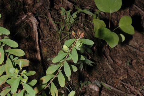 Hypericum Hypericoides Hypericaceae
