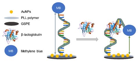Schematic Representation Of The Sensing Strategy Of The Aptasensor To Download Scientific