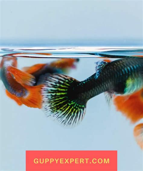 Different Types Of Guppies Artofit