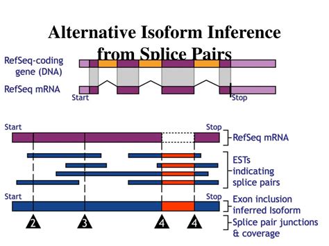 Ppt Alternative Splicing Powerpoint Presentation Free Download Id