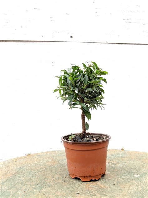 Bonsai Trees For Sale And Bonsai Care Info