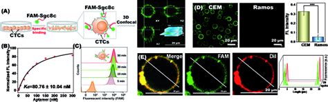 Aptamer Specific Anchoring Of Ctcs A Targeted Recognition And Download Scientific Diagram