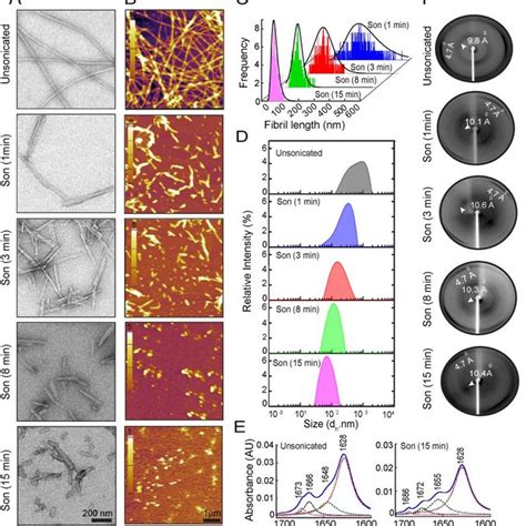 Morphological And Biophysical Characterization Of α Syn Fibril Download Scientific Diagram