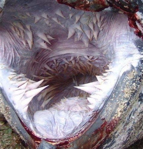 What Does The Inside Of A Turtles Mouth Look Like