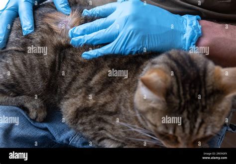 The Fungal Disease Lichen In A Cat Under The Coat Is A Dry Crust Of