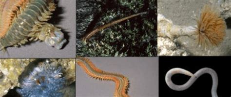 Chordates And Non Chordates Definition And Their Differences