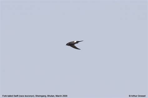 Pacific Swift Apus Pacificus Pacific Swift Apus Pacificus