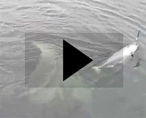 Video Orca Tries To Steal Hooked Salmon Sport Fishing Mag