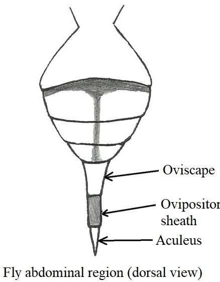 Sketch Showing Different Segments Of Female Ovipositor Download