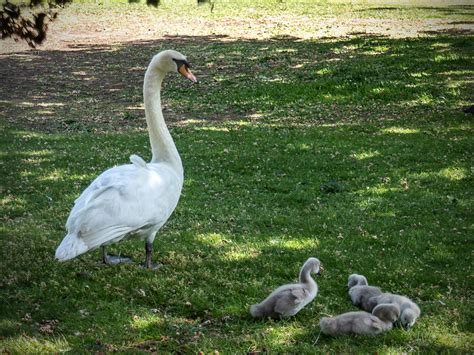 Slowsong S Latest Blog Swans And Geese EPHOTOzine