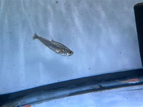 Vampire Tetra Hydrolycus Scomberoides Monsteraquariumonline