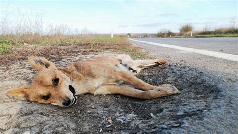 A Stray Dog Seeking Shelter by the Roadside a Gripping Tale of Survival and True Compassion ...