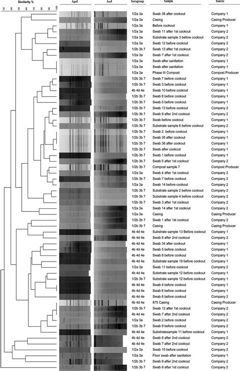 dendrogram obtained from the pfge analysis of 61 isolates of l