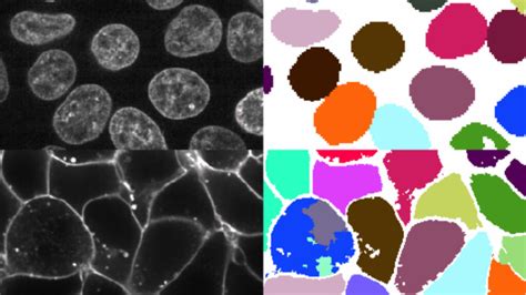 Cellprofiler Goes 3d Allen Institute