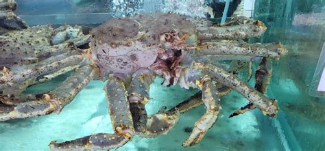Blue King Crab Naturerules1 Wiki Fandom