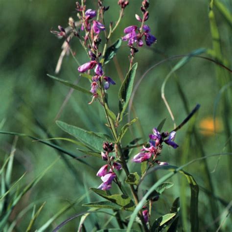 Desmodium Canadense Blue Thumb