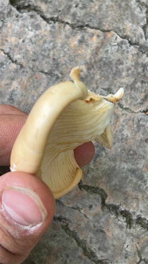 What Are These And What Log Is This And Is It Edible Im Just Starting