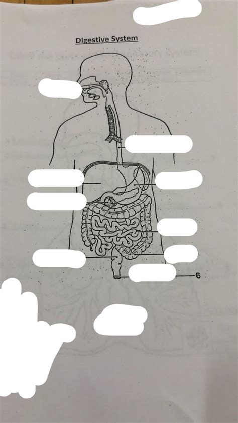 Digestive System Diagram Quizlet
